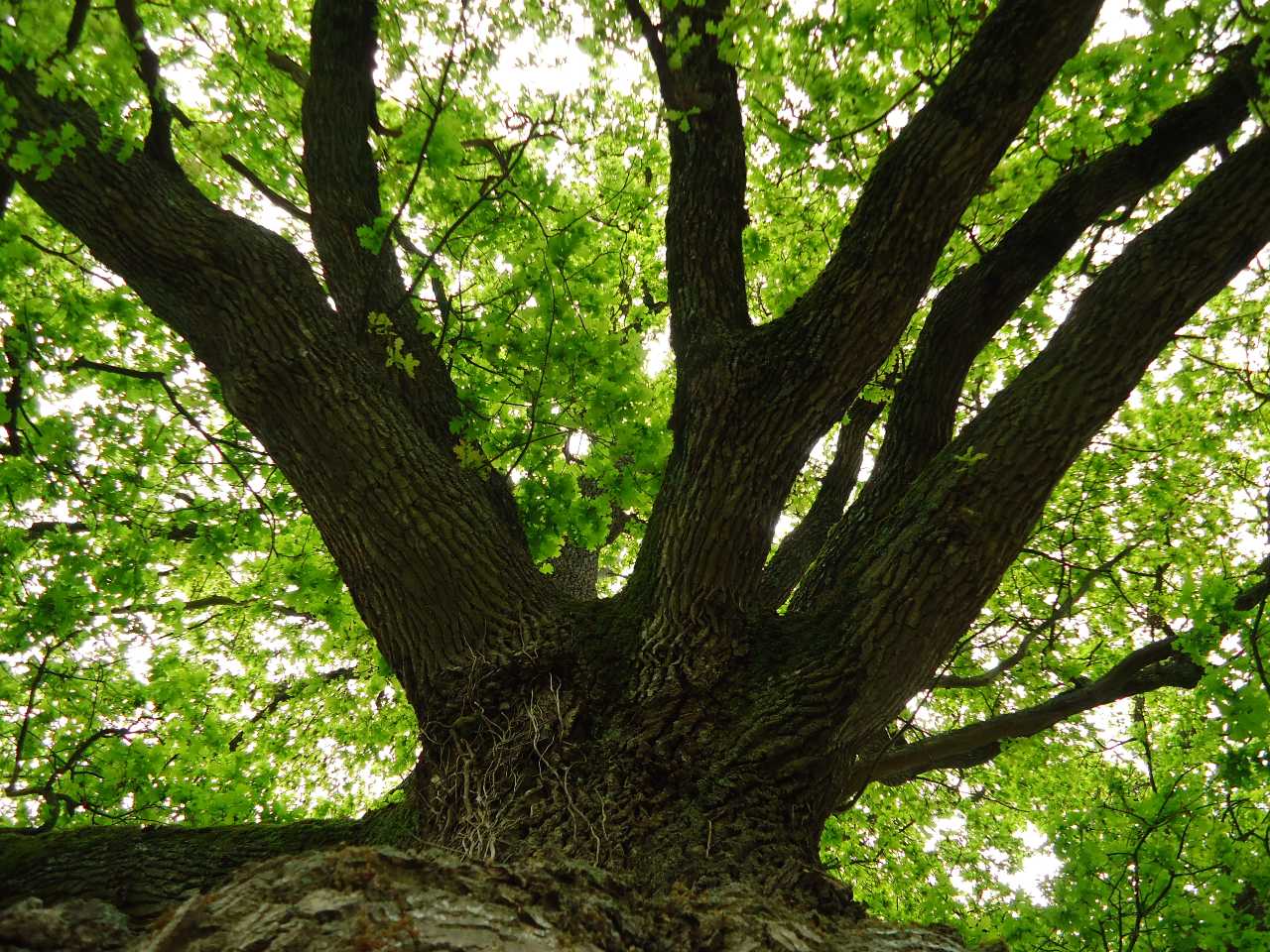 Over mij – Quercus